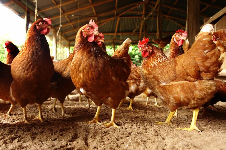 Look-Think-Act: use the signals breeders give you | Poultry signals
