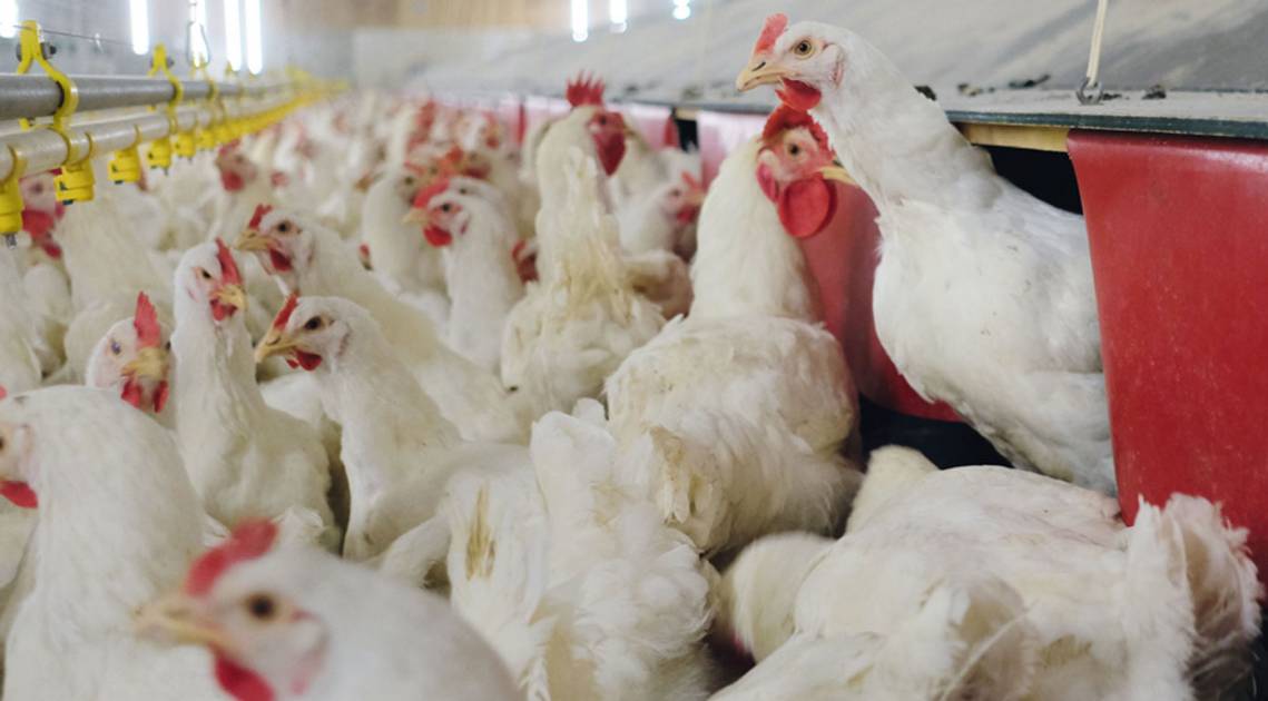 Add more value to your learning services | Poultry signals