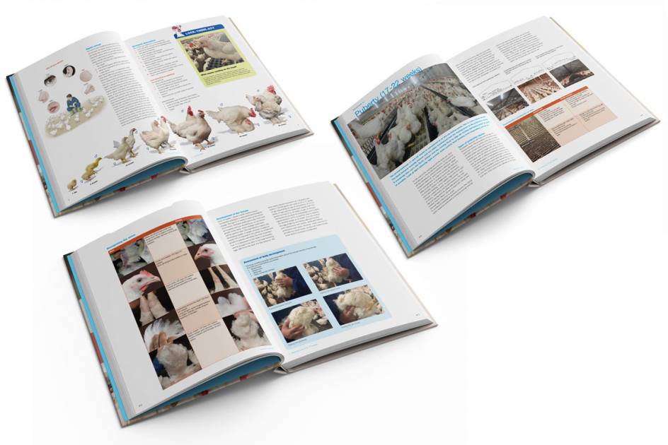 Check out the poultry themes | Poultry signals